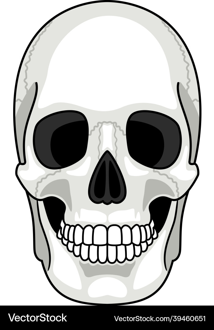 Skull bone face gray cartoon smiling cute human Vector Image