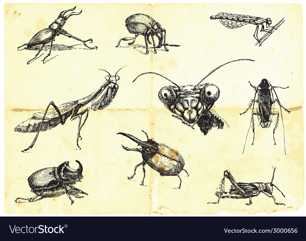 Insect Royalty Free Vector Image - VectorStock Insect Royalty Free Vector Image - VectorStock