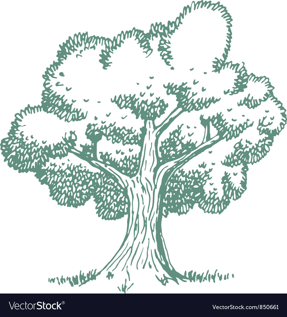 Tree Royalty Free Vector Image - VectorStock