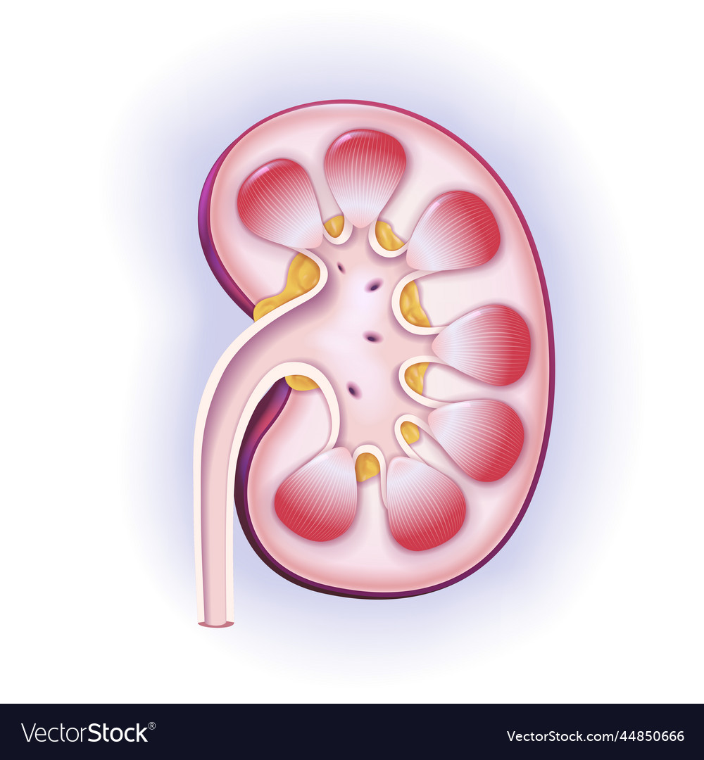 3d cross-section of a human kidney Royalty Free Vector Image