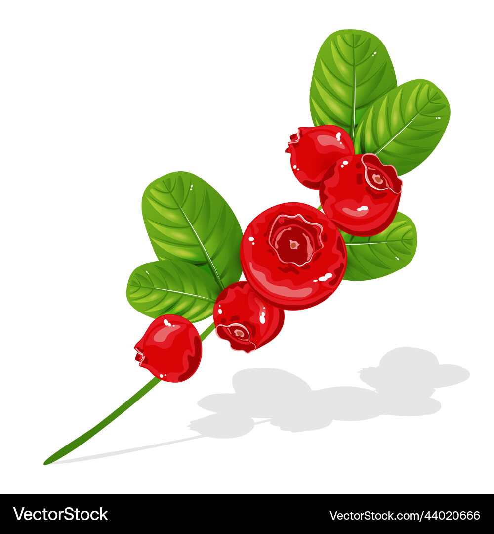 Beautiful red berries with leaves Royalty Free Vector Image