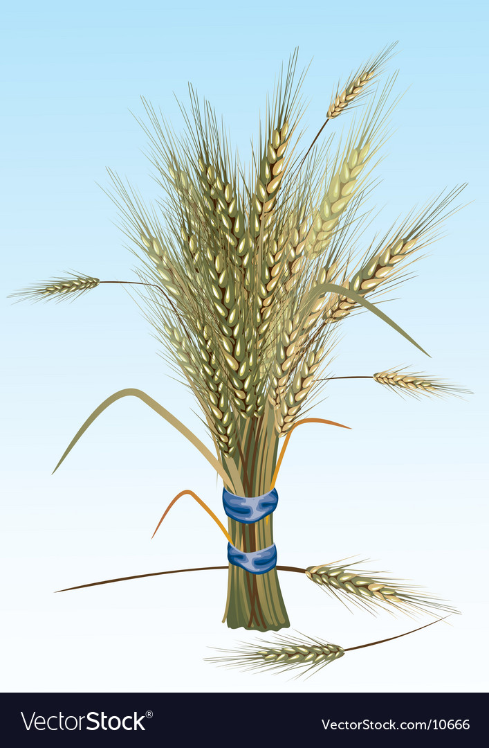 Rye Royalty Free Vector Image - VectorStock