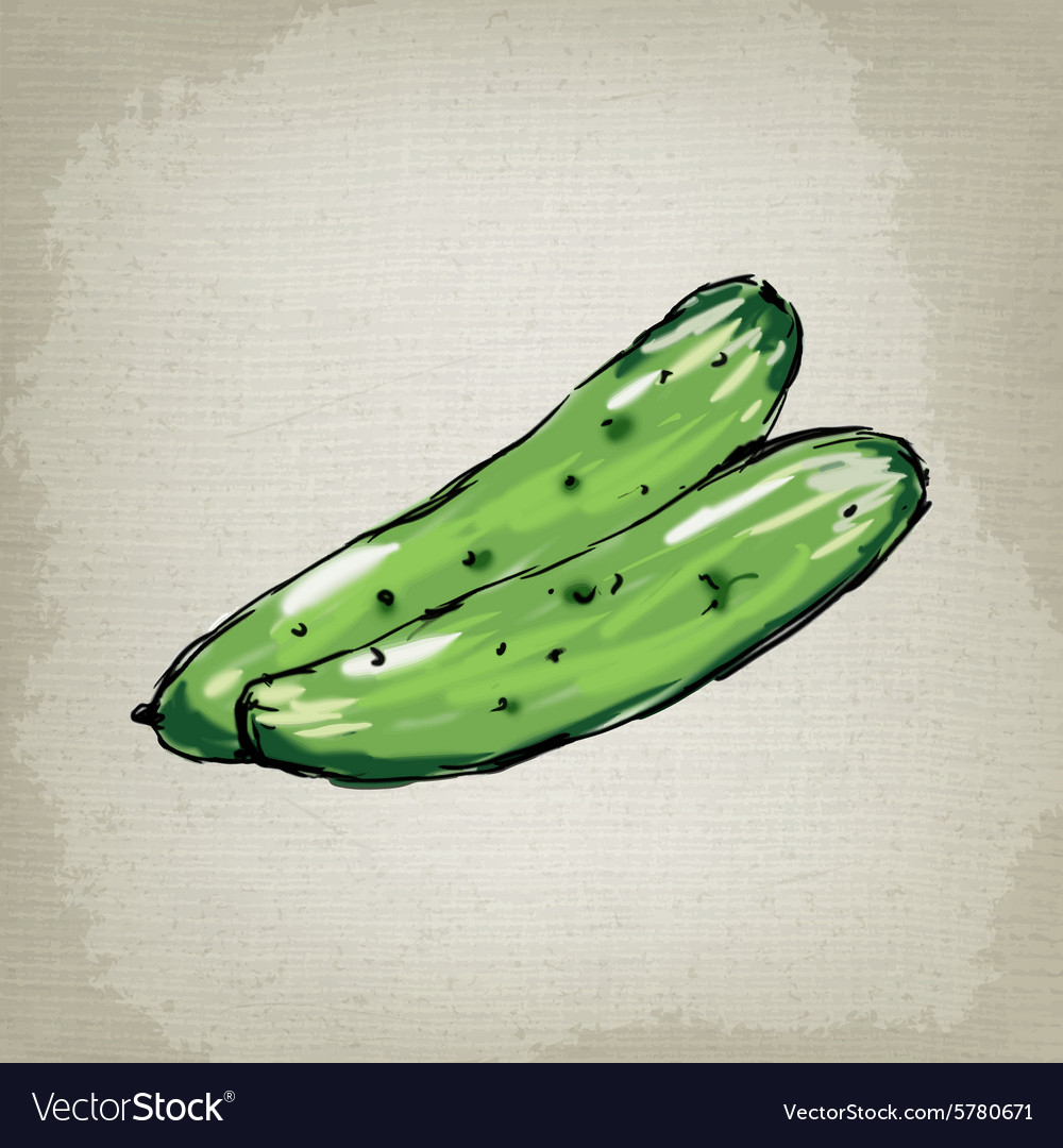 Fresh cucumbers Royalty Free Vector Image - VectorStock