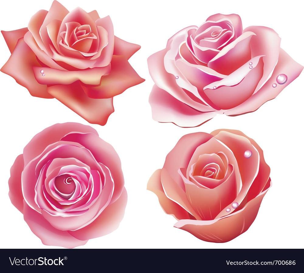 Set four rose Royalty Free Vector Image - VectorStock