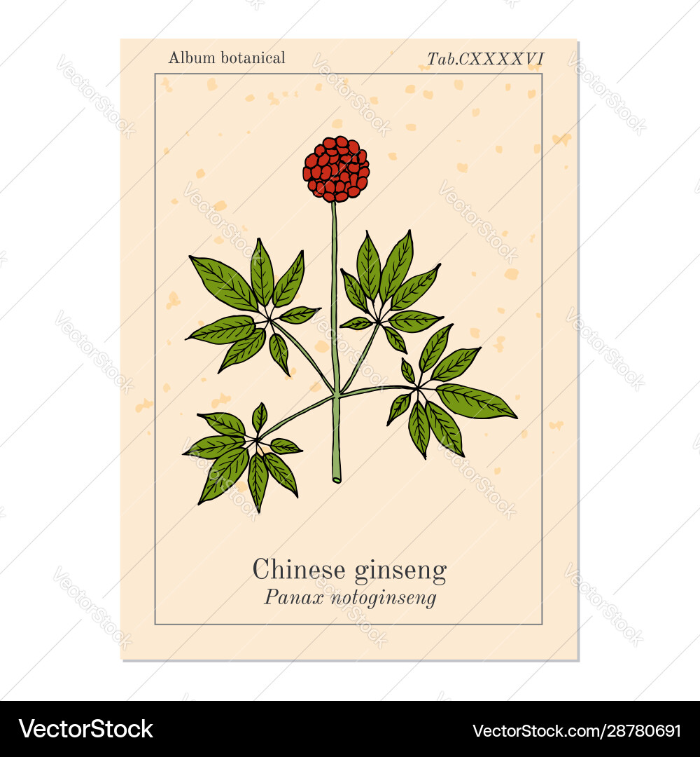 Chinese ginseng panax notoginseng or three-seven Vector Image
