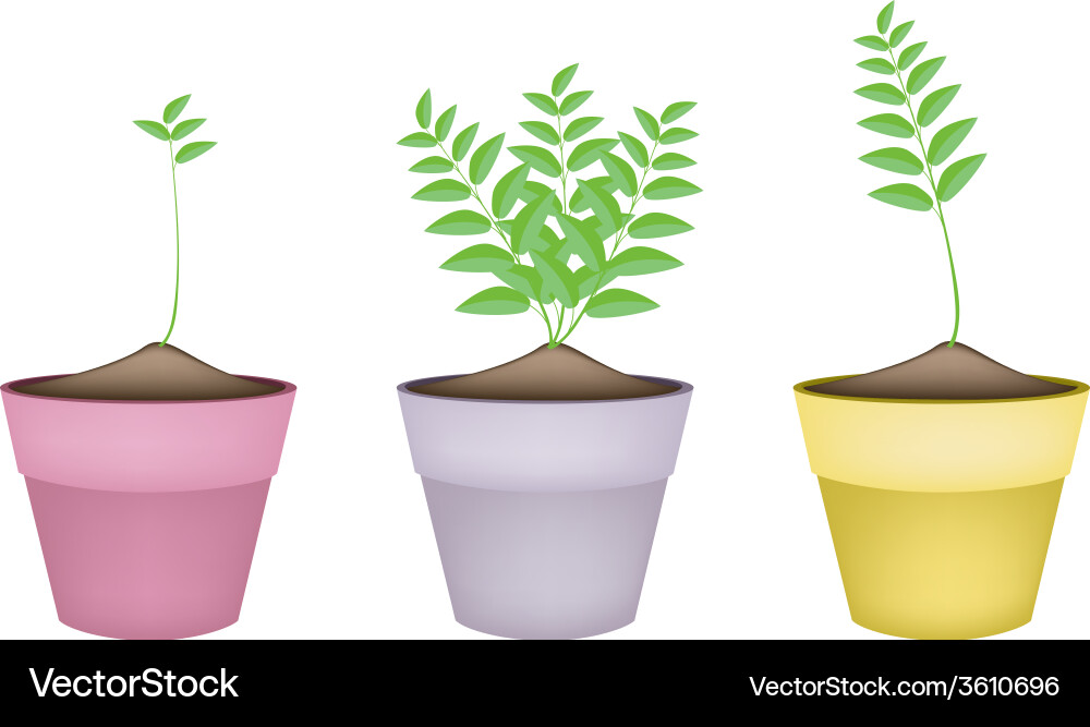 Ornamental green trees in ceramic flower pots Vector Image
