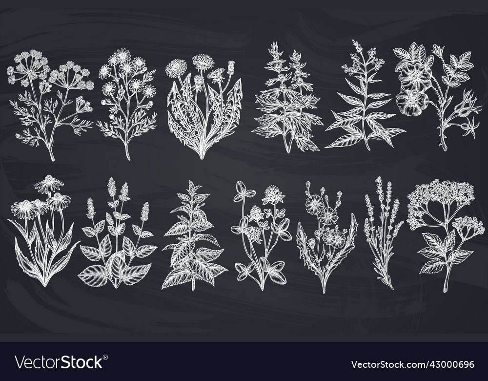 Tea herbs hand drawn Royalty Free Vector Image Tea herbs hand drawn Royalty Free Vector Image