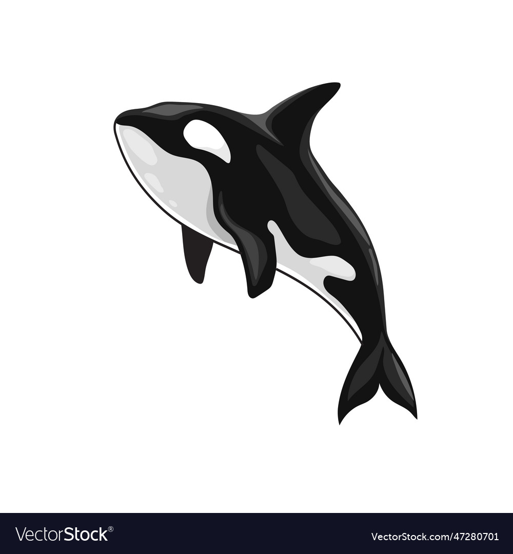 Orca killer whale Royalty Free Vector Image - VectorStock