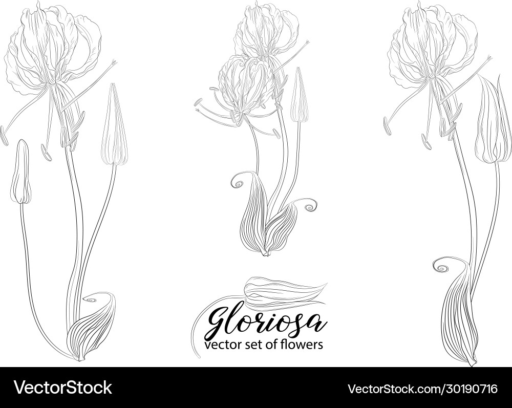 Set flowers and beads glorasa gloriosa Royalty Free Vector