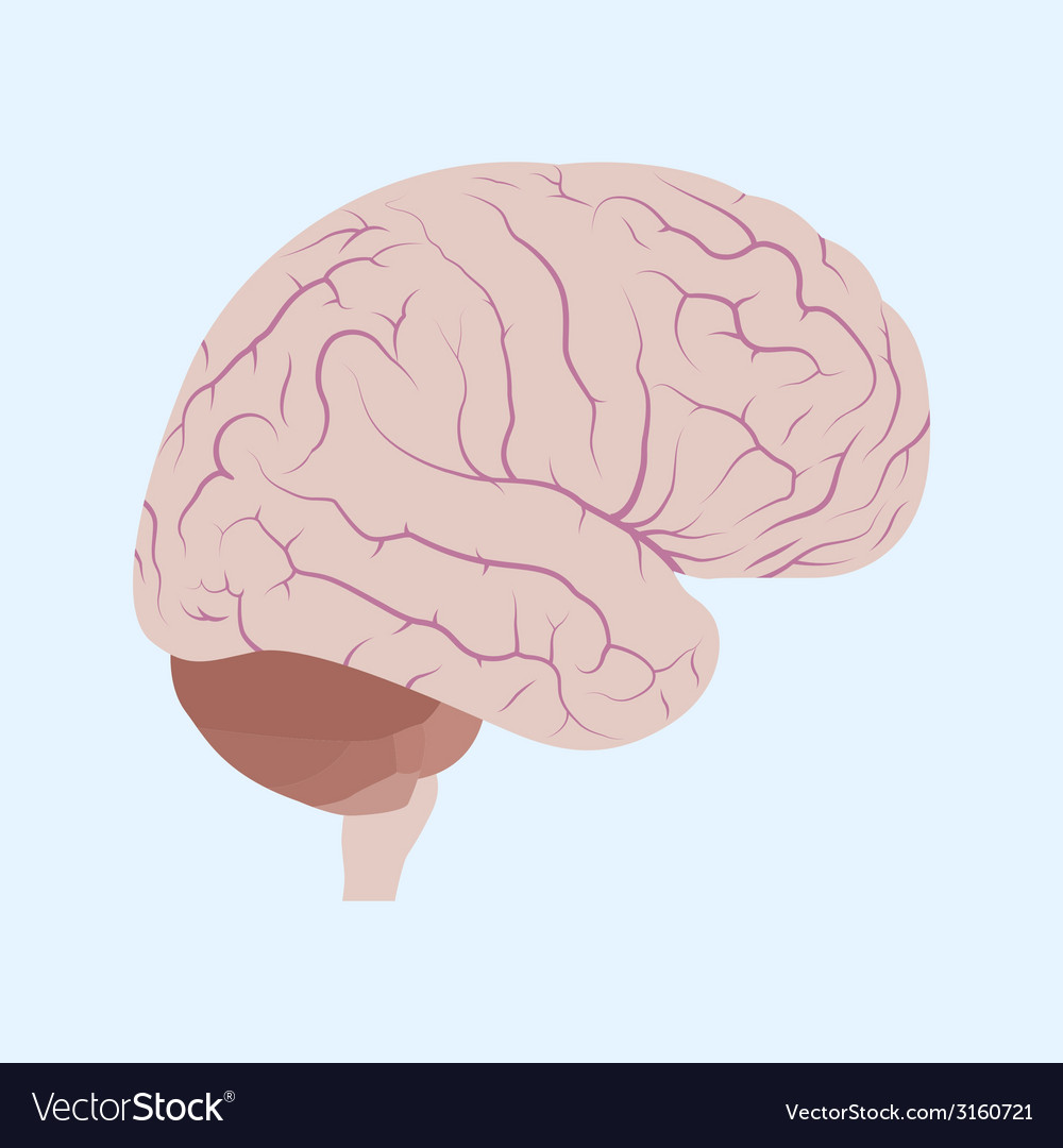 Brain Royalty Free Vector Image - VectorStock