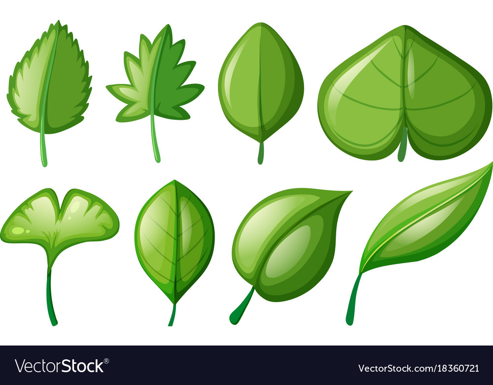 Different Shapes Of Leaves Royalty Free Vector Image