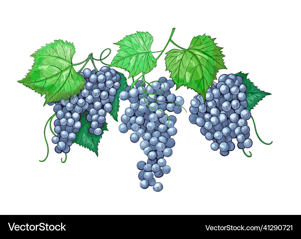 Engraved vintage of grapes wine Royalty Free Vector Image