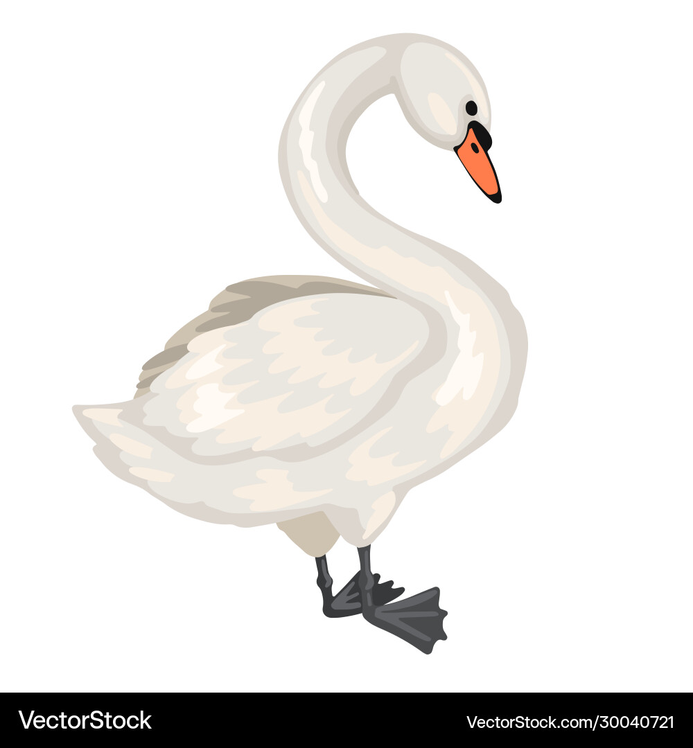 White swan animal cartoon isolated Royalty Free Vector Image