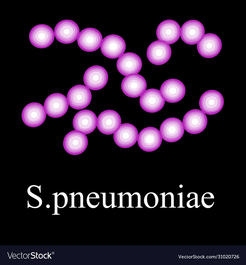 Pneumococci structure bacteria pneumococcus Vector Image