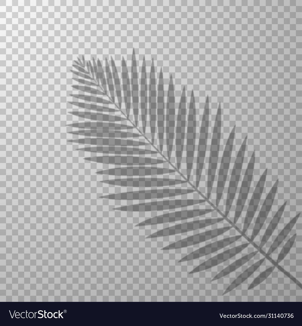 Shadow effect palm leaf transparent background Vector Image