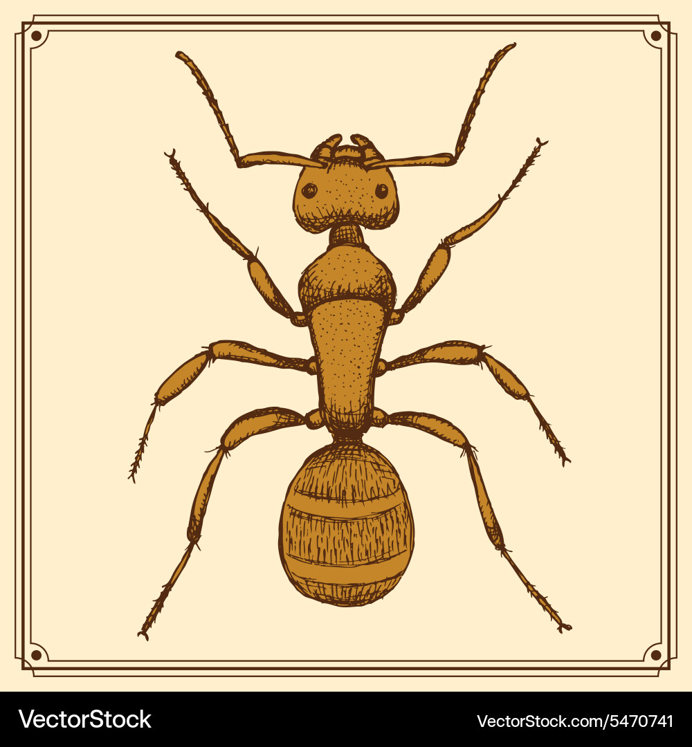 Sketch cute ant in vintage style Royalty Free Vector Image