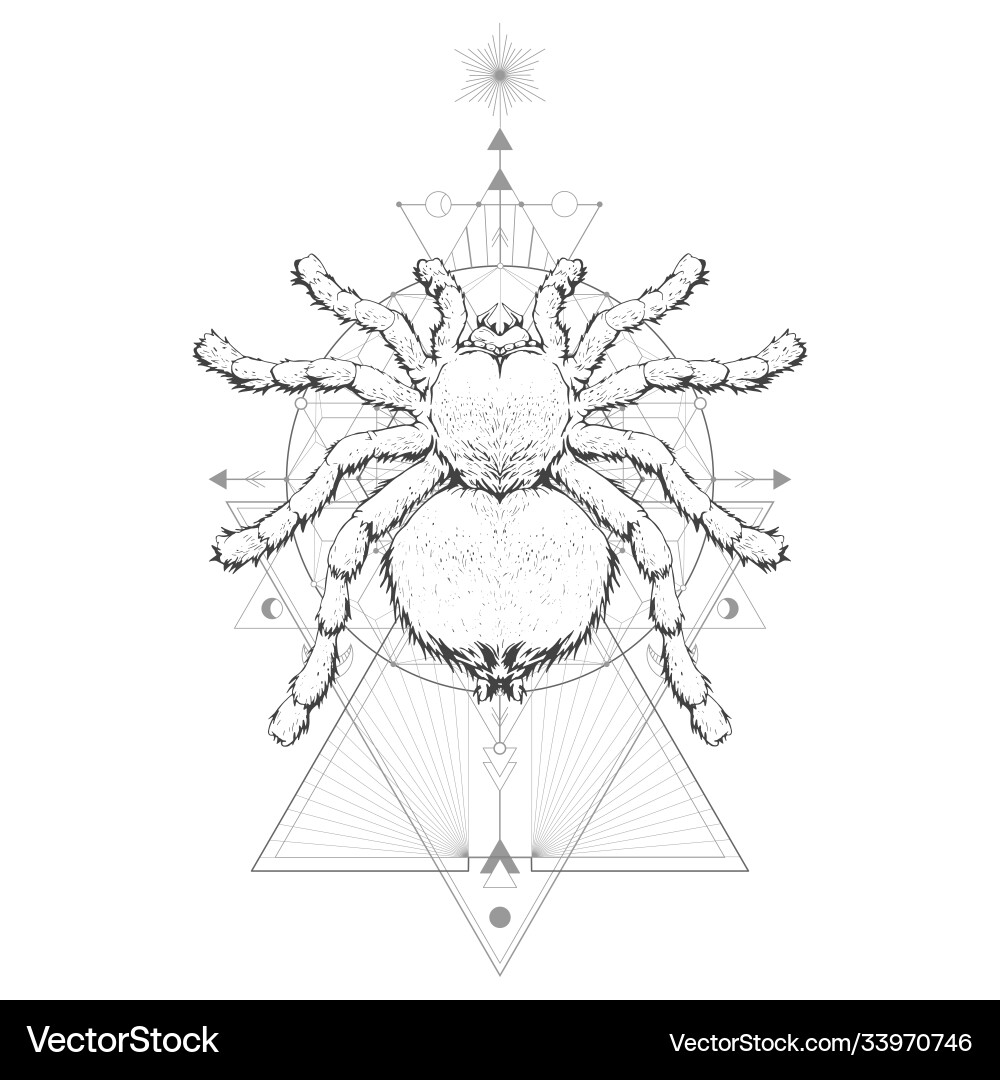With hand drawn spider tarantula and sacred Vector Image