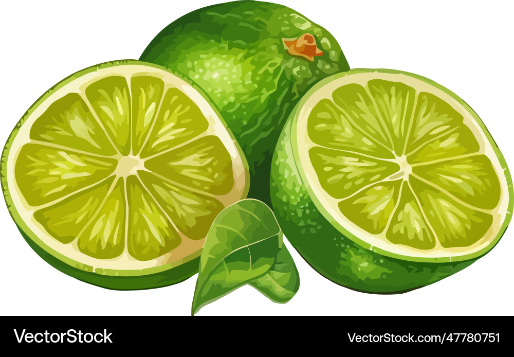 Fresh citrus slice ripe and juicy Royalty Free Vector Image