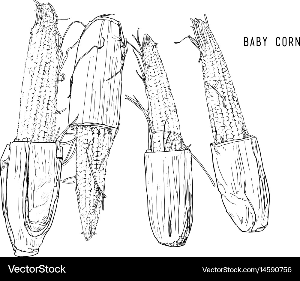 Babr corn hand drawn sketch line art Royalty Free Vector