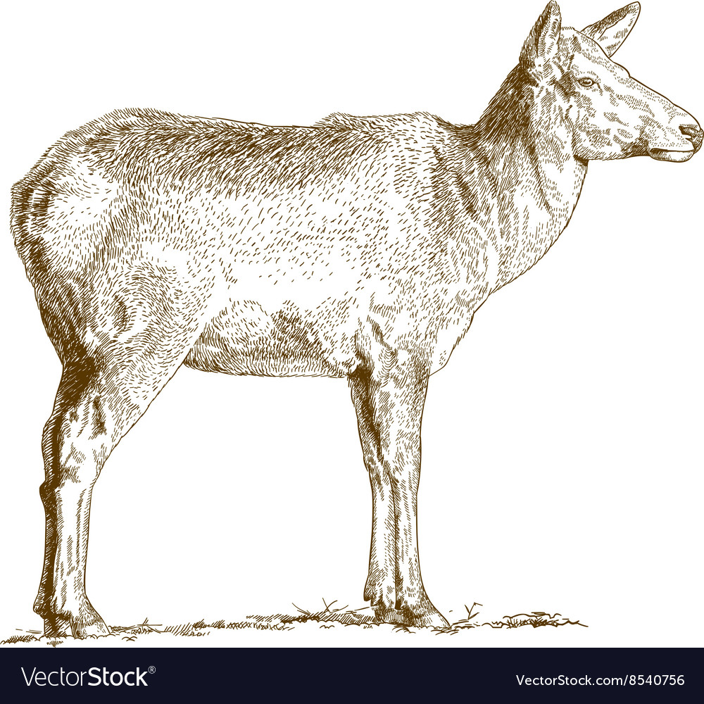 Etching deer Royalty Free Vector Image - VectorStock