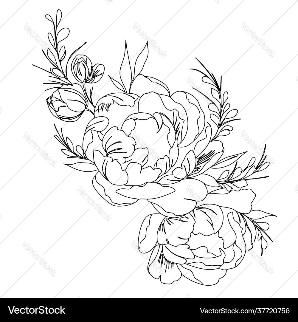 Peony line drawing flower art peonies Royalty Free Vector