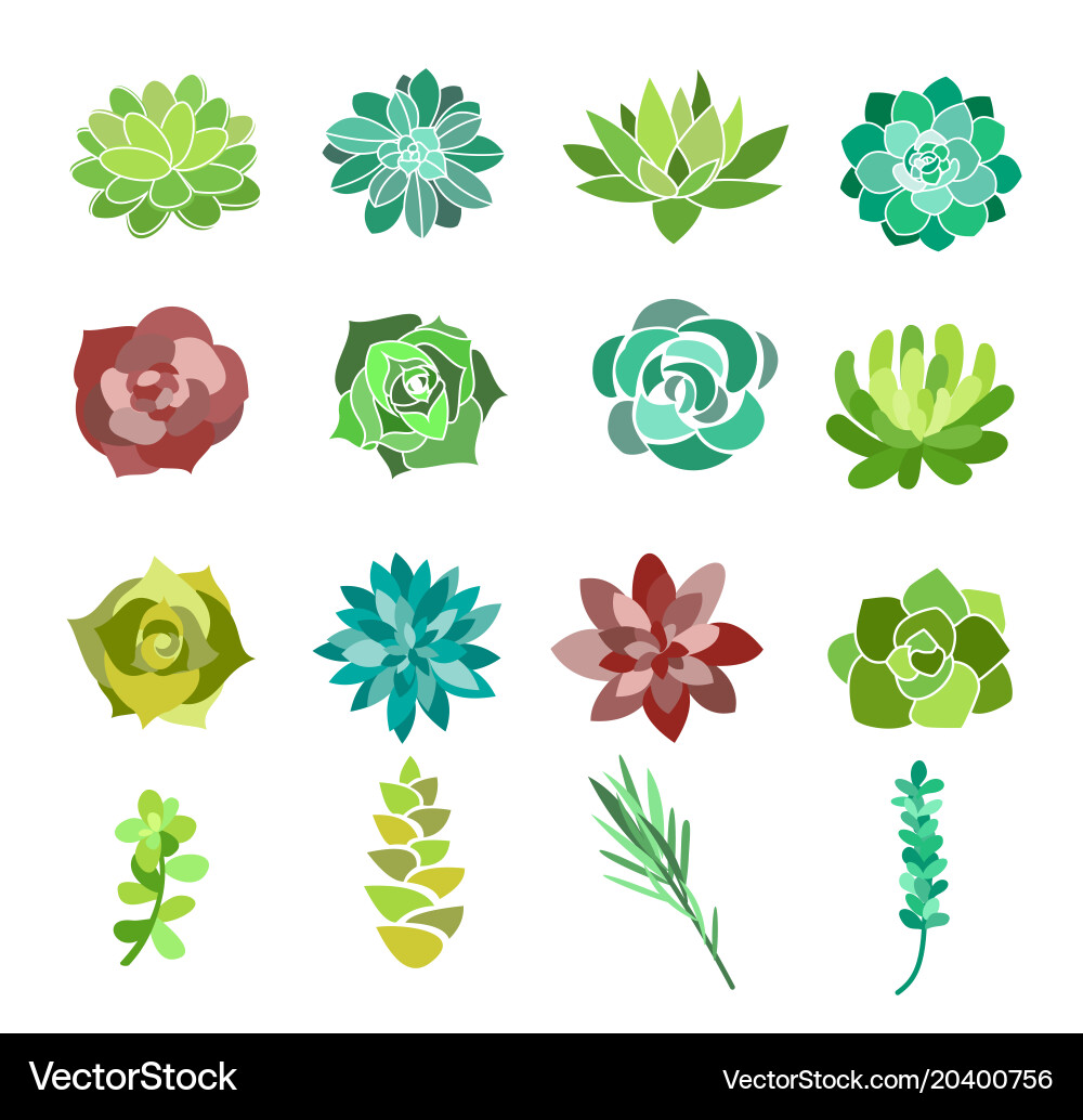 Set of green succulent Royalty Free Vector Image