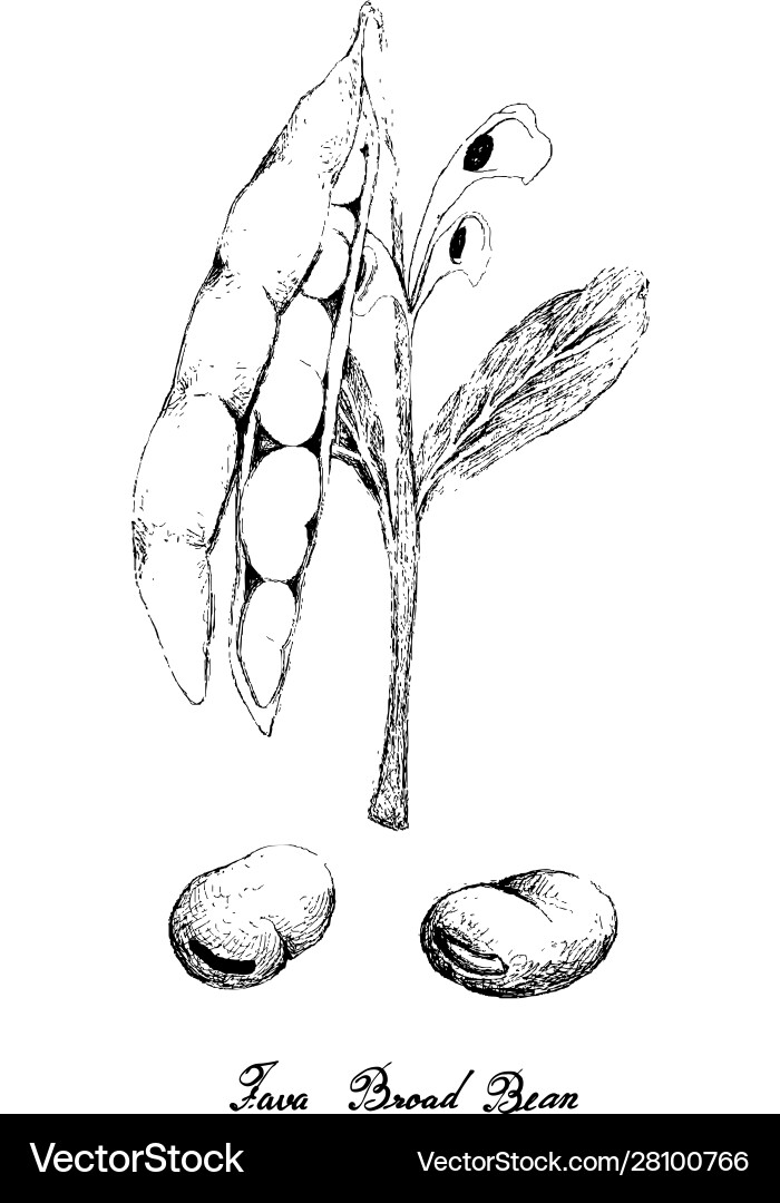 Hand drawn fresh green fava bean Royalty Free Vector Image