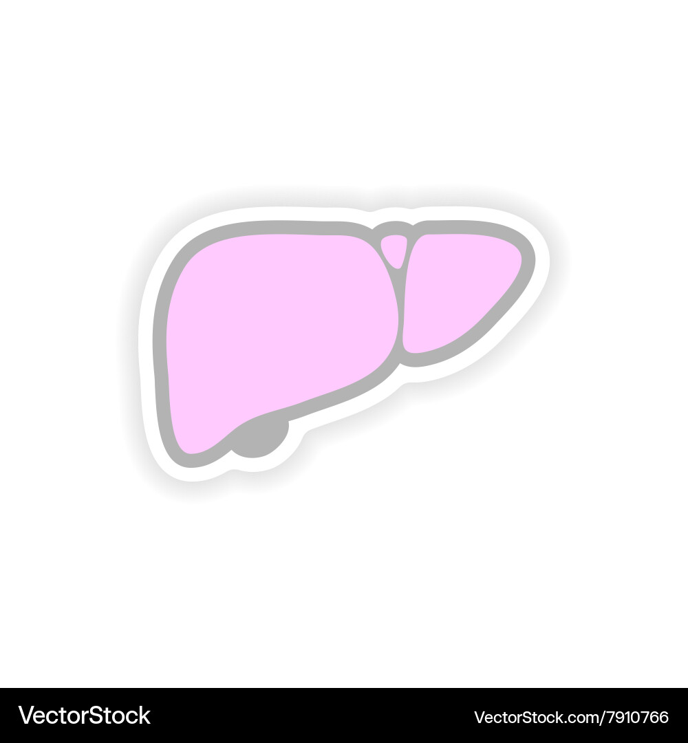 Paper sticker on white background human liver Vector Image