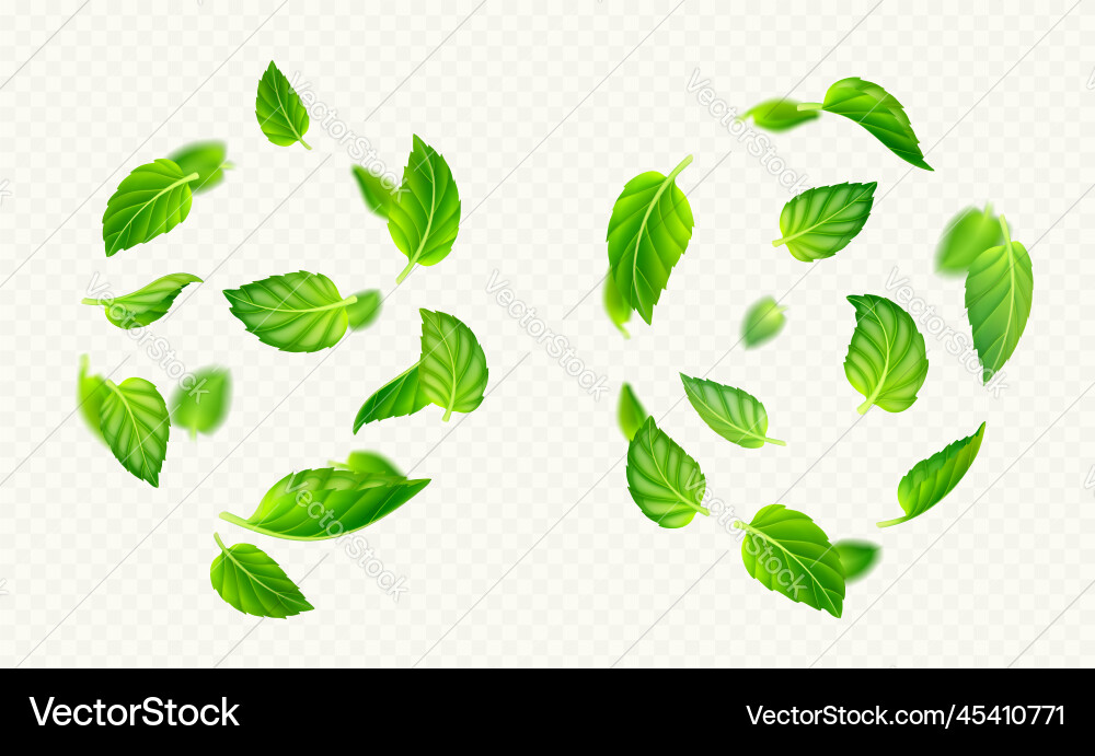 Green mint leaves falling and flying in air Vector Image