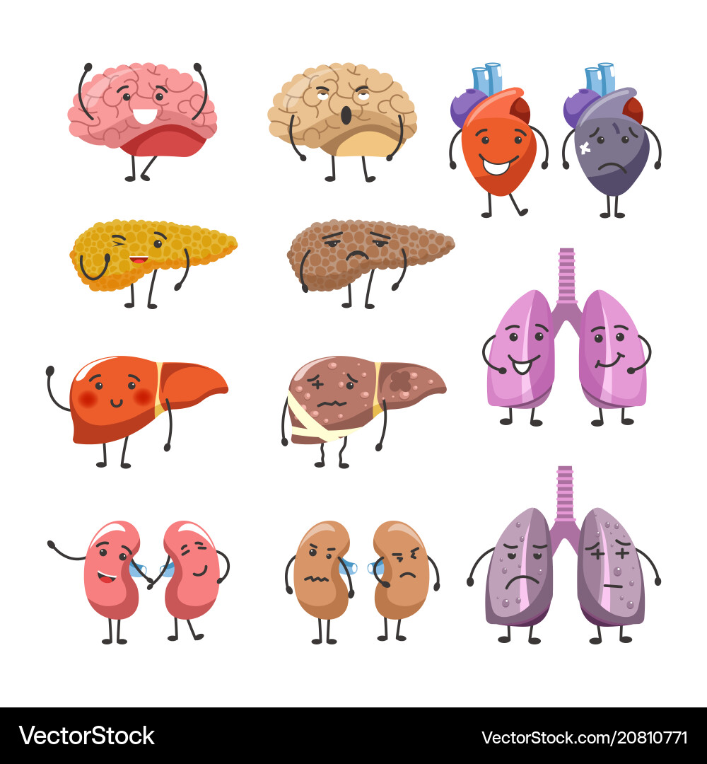 Healthy and thick organs with faces and limbs Vector Image