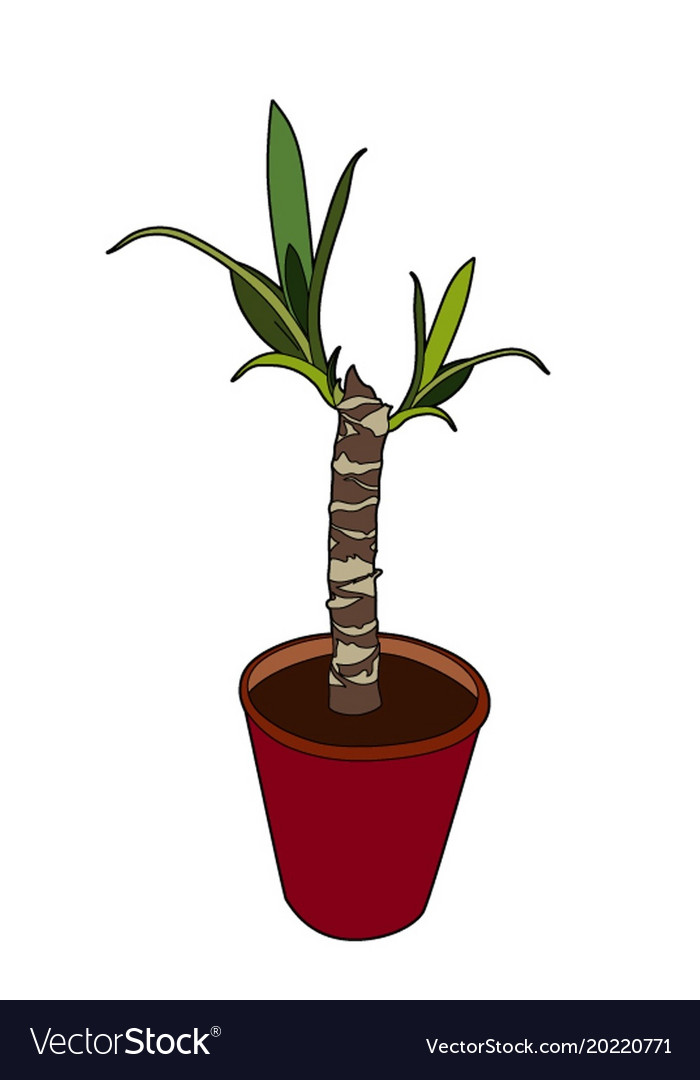 Yucca Royalty Free Vector Image - VectorStock