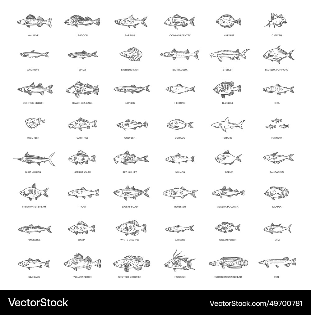 Types marine ocean fish and freshwater Royalty Free Vector