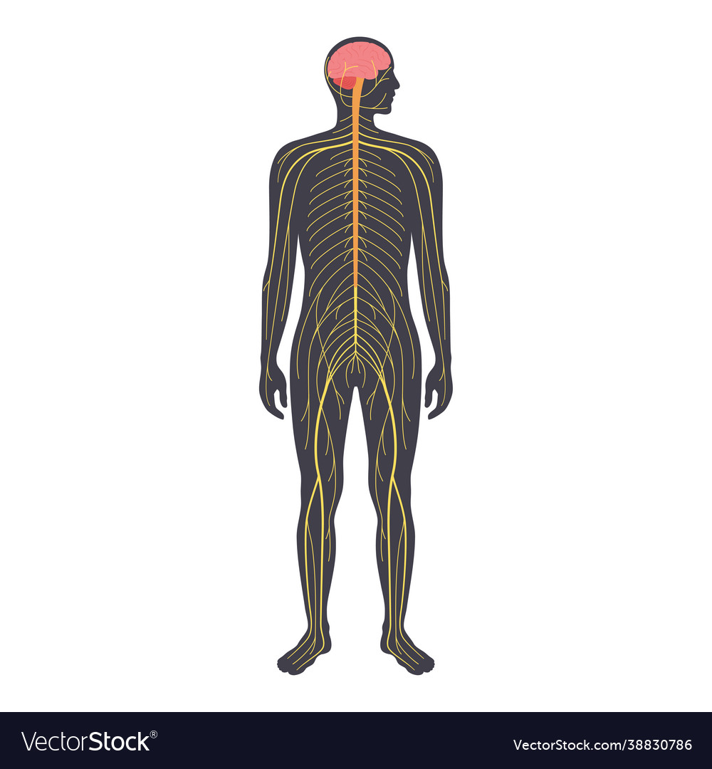 Human nervous system Royalty Free Vector Image