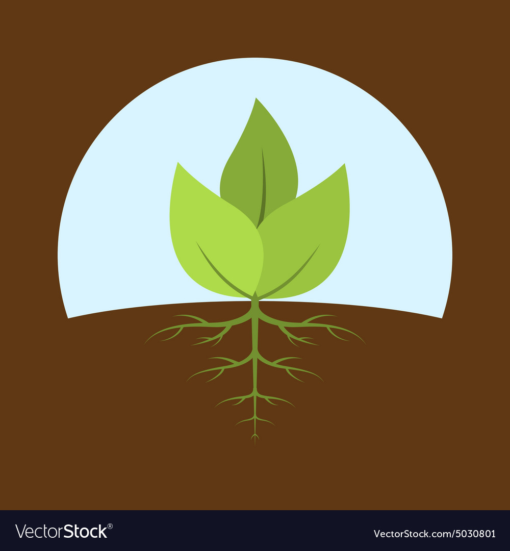 Sprout Royalty Free Vector Image - VectorStock