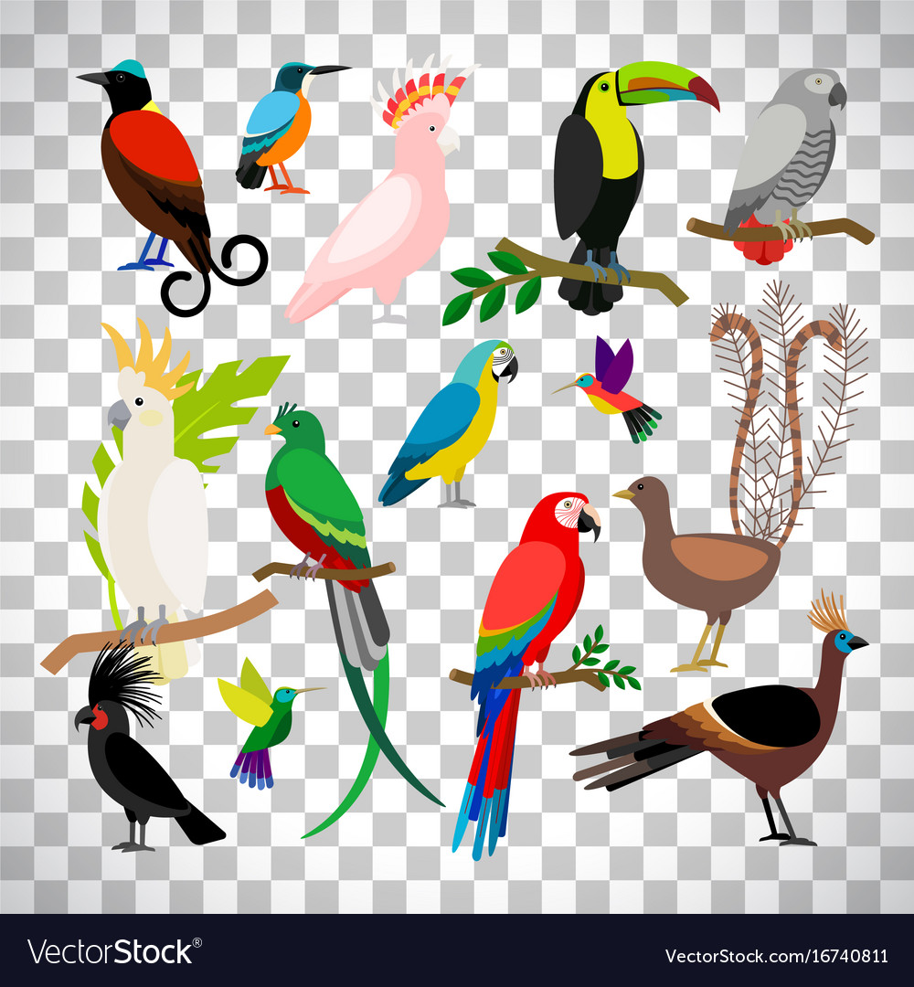 Exotic tropical birds on transparent background Vector Image