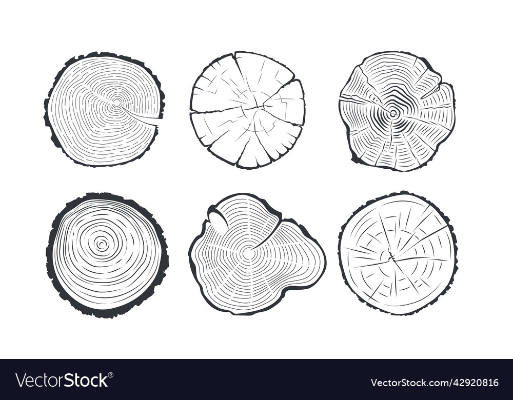 Tree trunks cross sections Royalty Free Vector Image