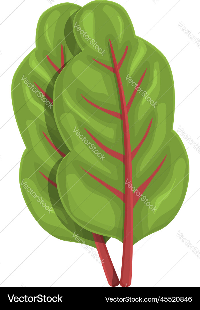 Leaf chard icon cartoon green plant Royalty Free Vector