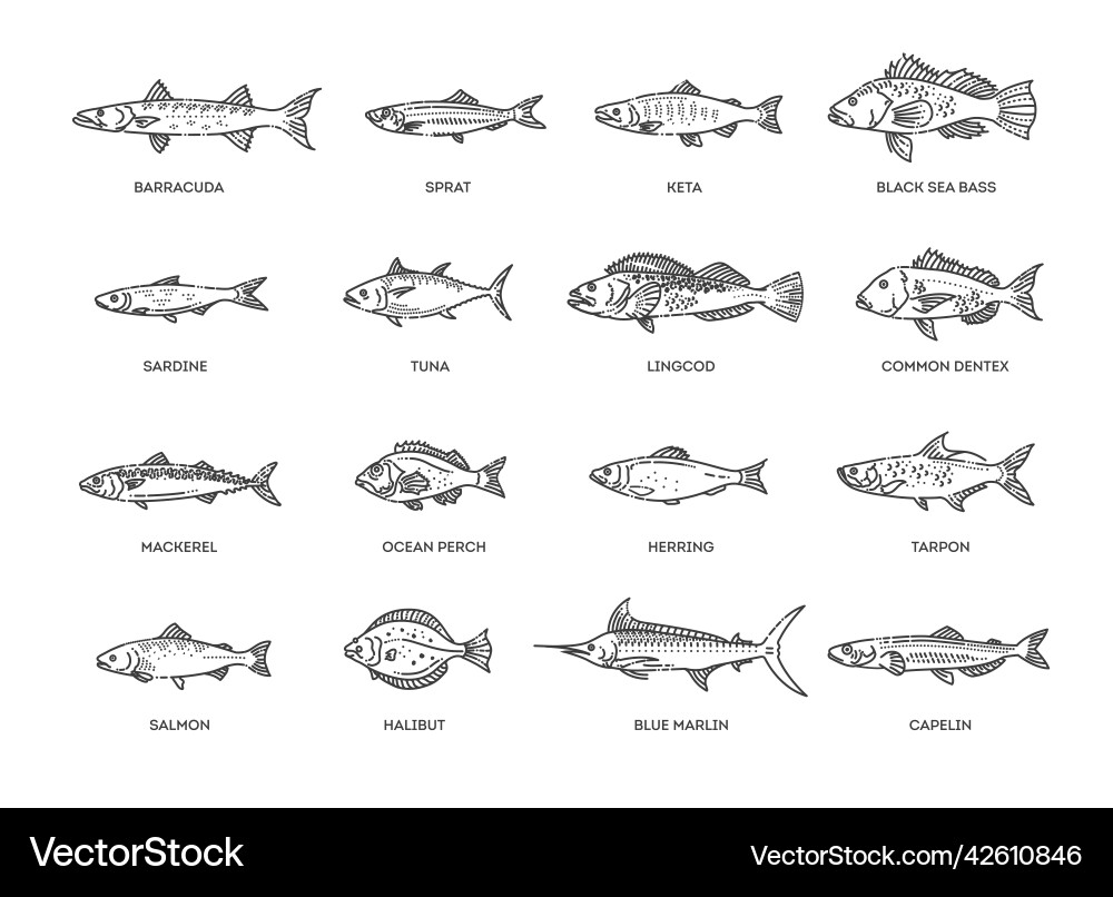 Saltwater fish set types marine and ocean fish Vector Image