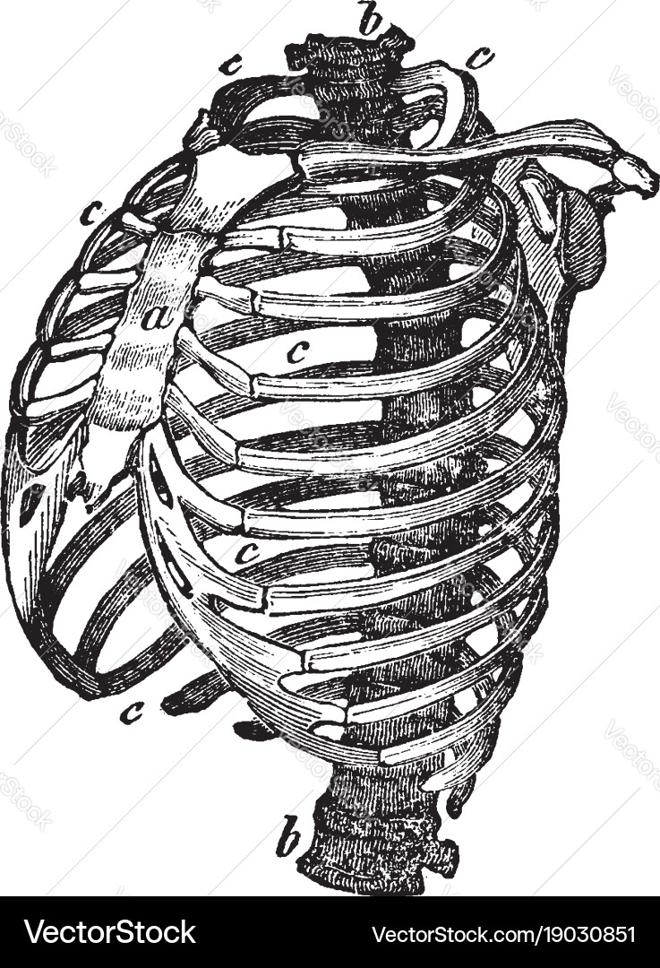 Structure of the chest vintage Royalty Free Vector Image