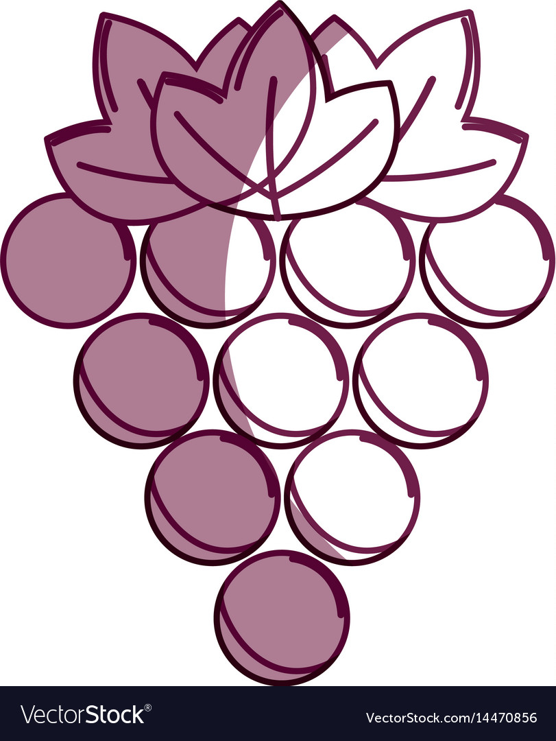 Silhouette delicious grape healthy fruit Vector Image