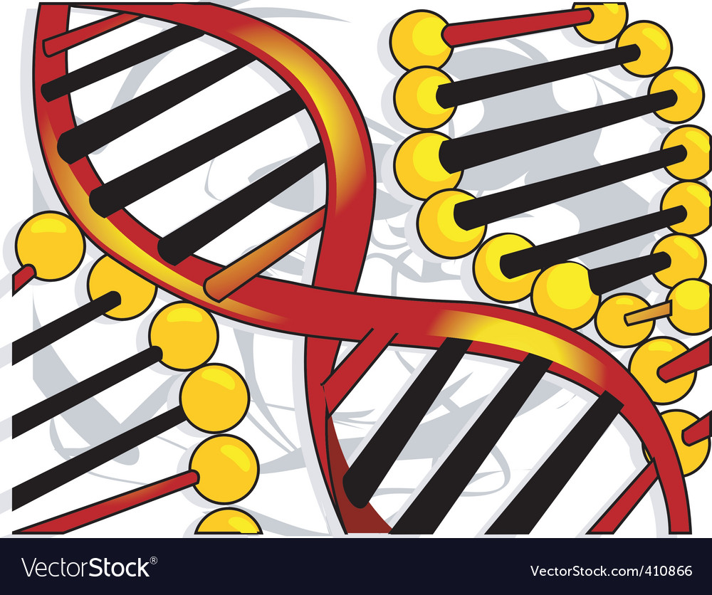 Dna model Royalty Free Vector Image - VectorStock