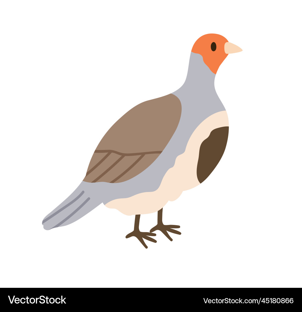 Grey partridge forest perdix of multicolored Vector Image