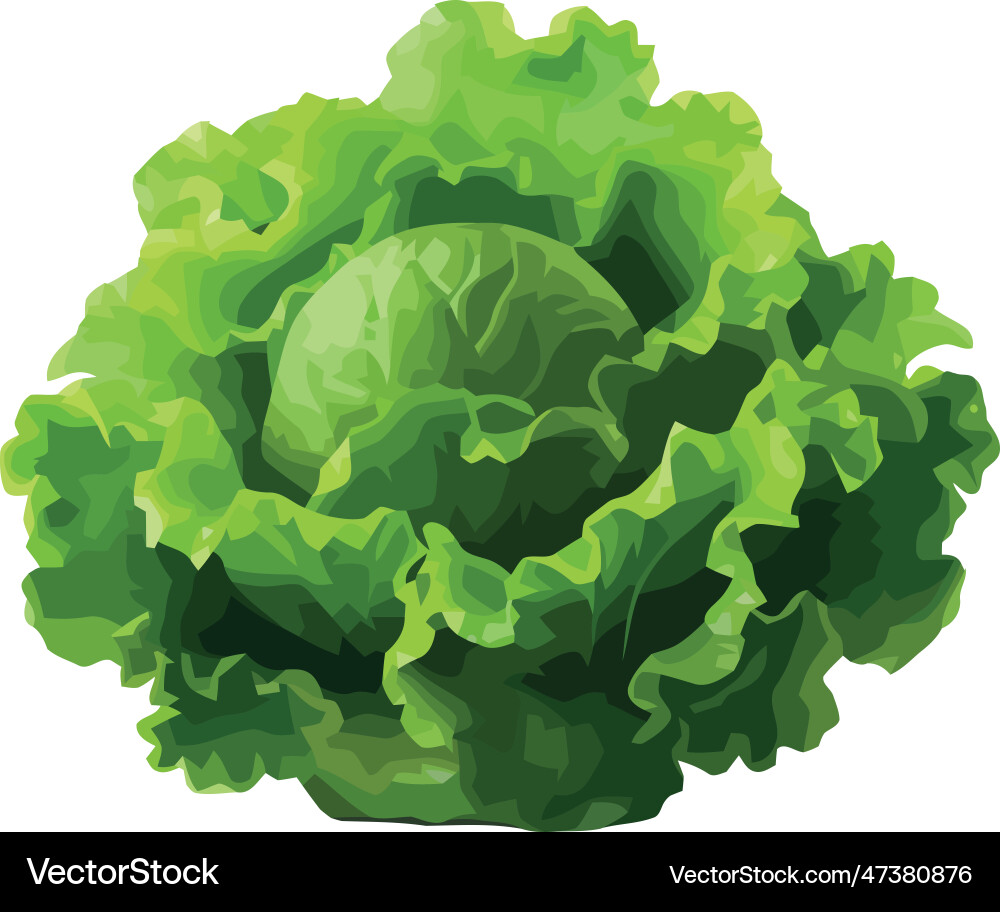 Healthy eating fresh lettuce organic vegetables Vector Image