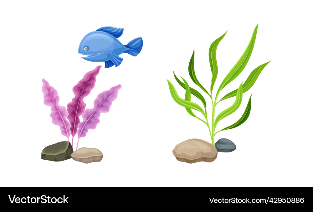 Underwater marine plants and fish set aquatic Vector Image