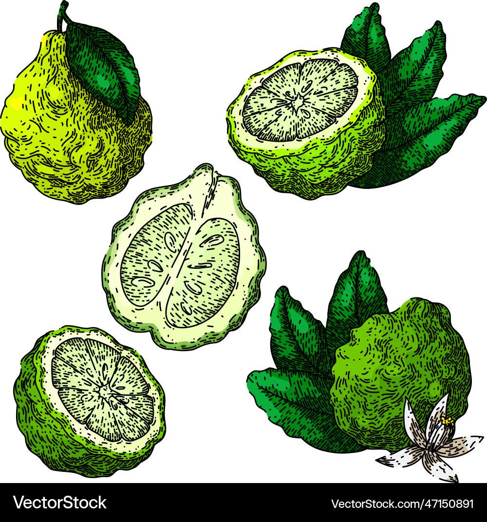 Bergamot fruit natural set sketch hand drawn Vector Image