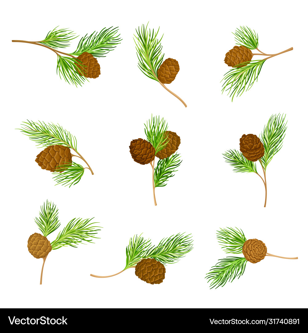 Cedar branch with evergreen needle-like leaves Vector Image