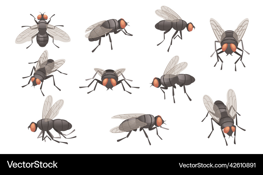 Set of housefly insect Royalty Free Vector Image