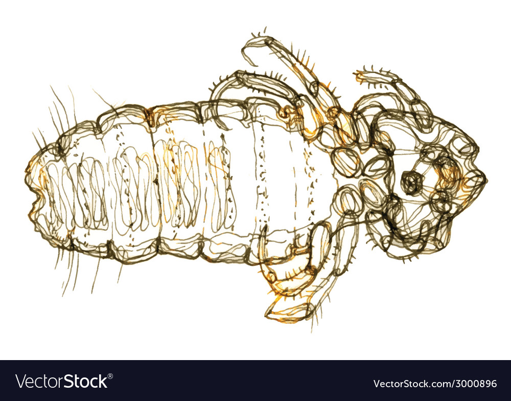 Louse Royalty Free Vector Image - VectorStock