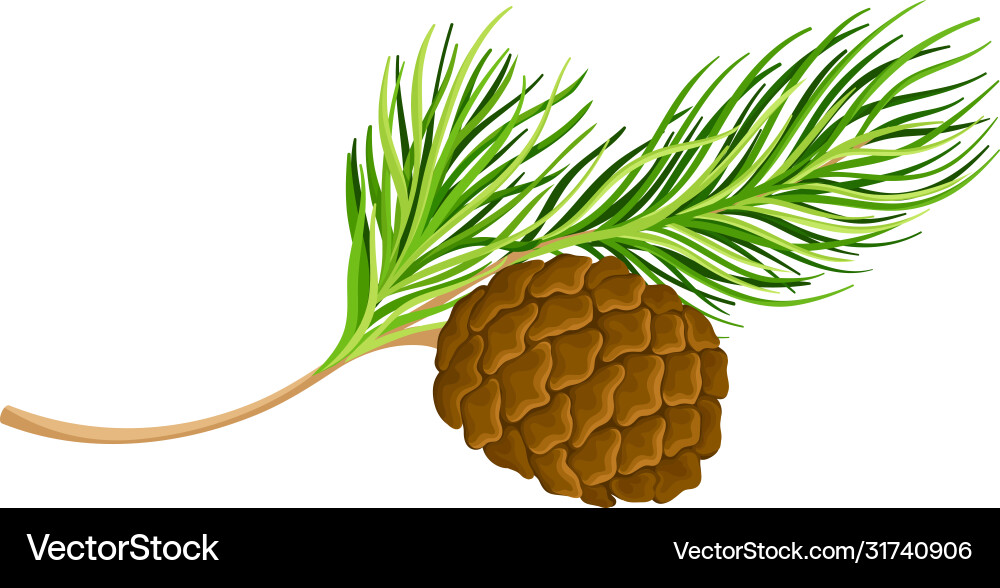 Cedar branch with evergreen needle-like leaves Vector Image