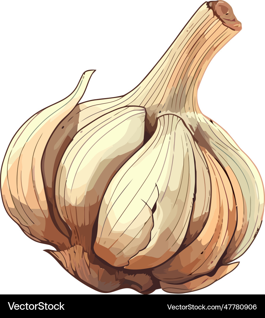 Fresh garlic clove ripe and scented Royalty Free Vector